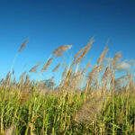 Nights You Lay in Bed the Drunks Below by Blas Falconer – FIVE SOUTH