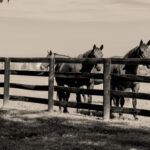 Three Horses by Sara Dobbie – FIVE SOUTH